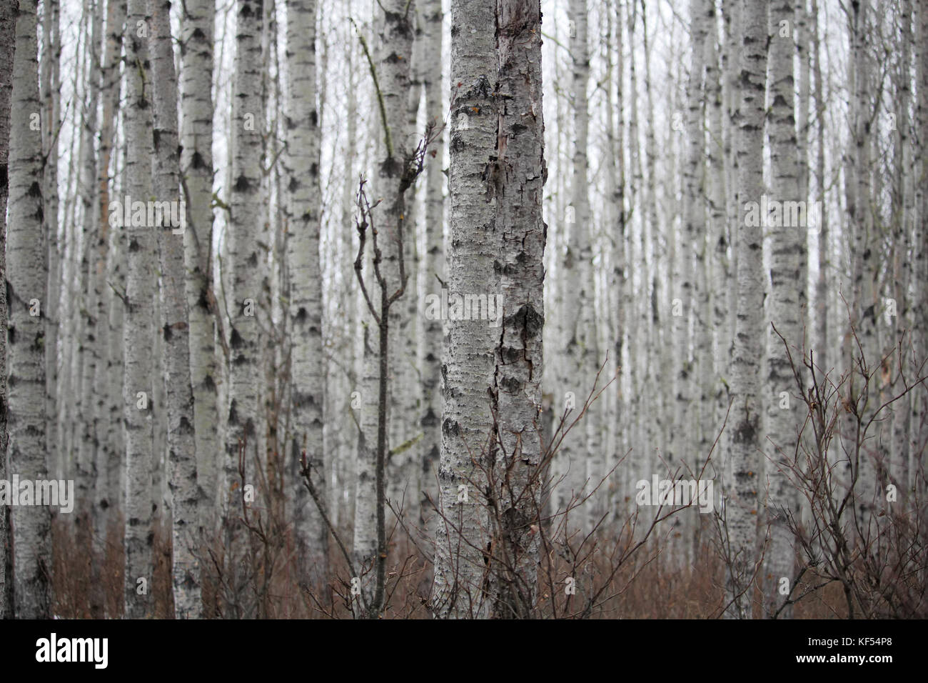 Birch trees alberta canada hi-res stock photography and images - Alamy