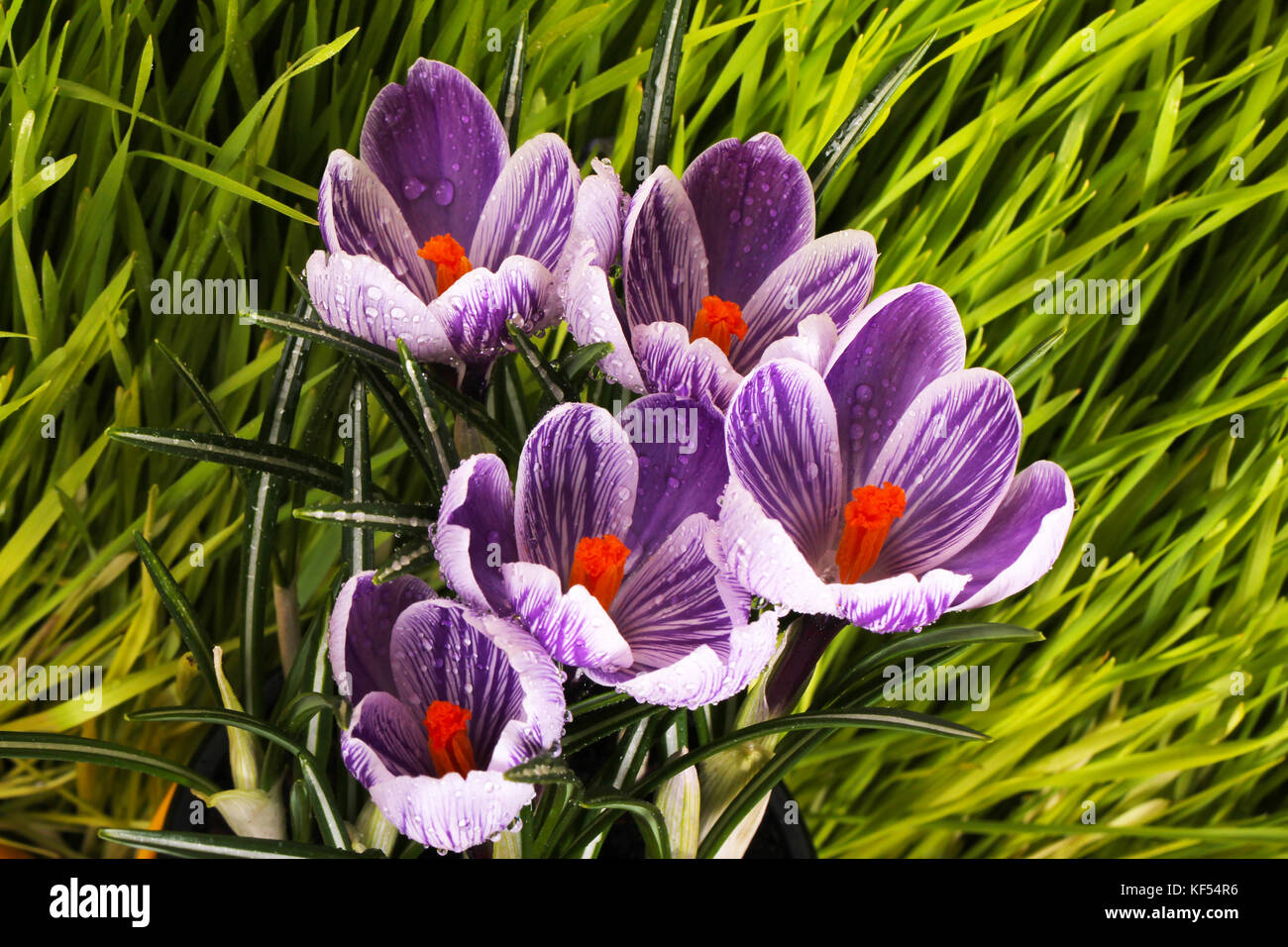 Crocuses / A group of crocuses in the grass Stock Photo - Alamy