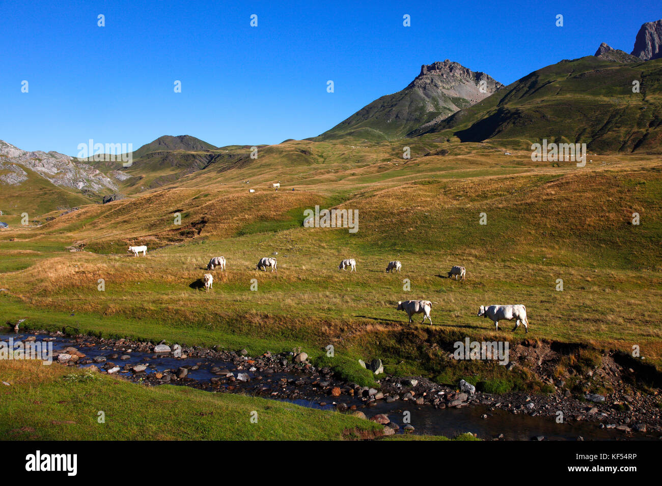 France, Nouvelle Aquitaine, Pyrenees atlantiques department (64), Bearn ...