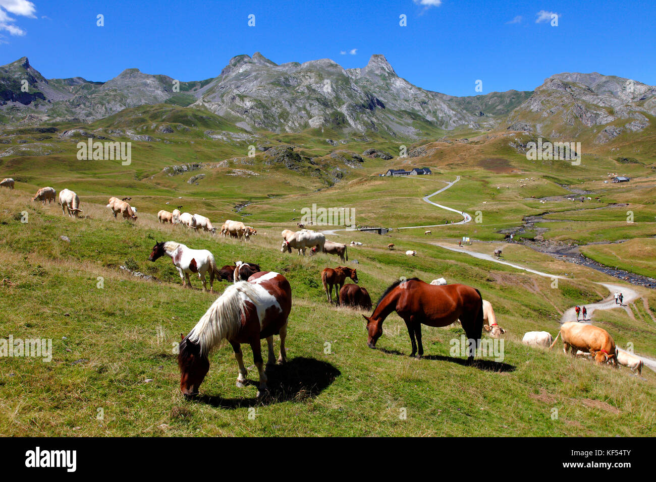 France, Nouvelle Aquitaine, Pyrenees atlantiques department (64), Bearn ...