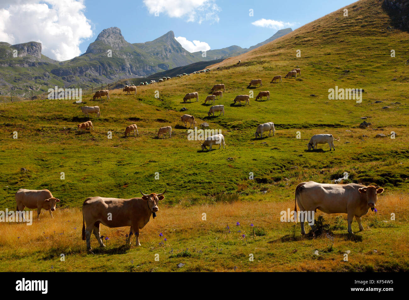France, Nouvelle Aquitaine, Pyrenees atlantiques department (64), Bearn ...