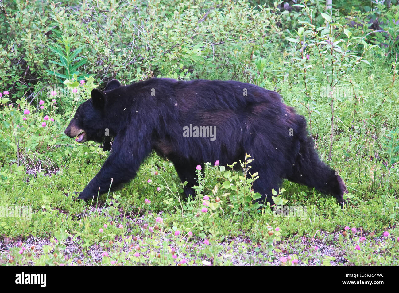 Black bear eating bugs hi-res stock photography and images - Alamy