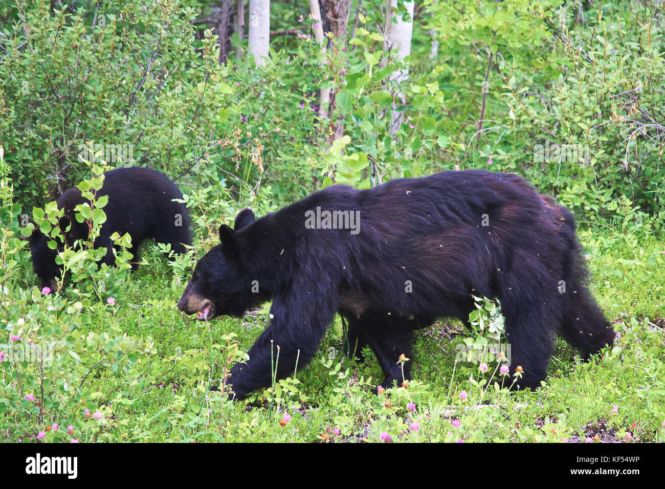 A scrawny black bear and cub tormented by insects Stock Photo - Alamy