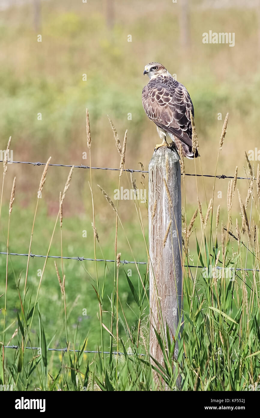 A hawk sitting on a fence post hunting Stock Photo - Alamy