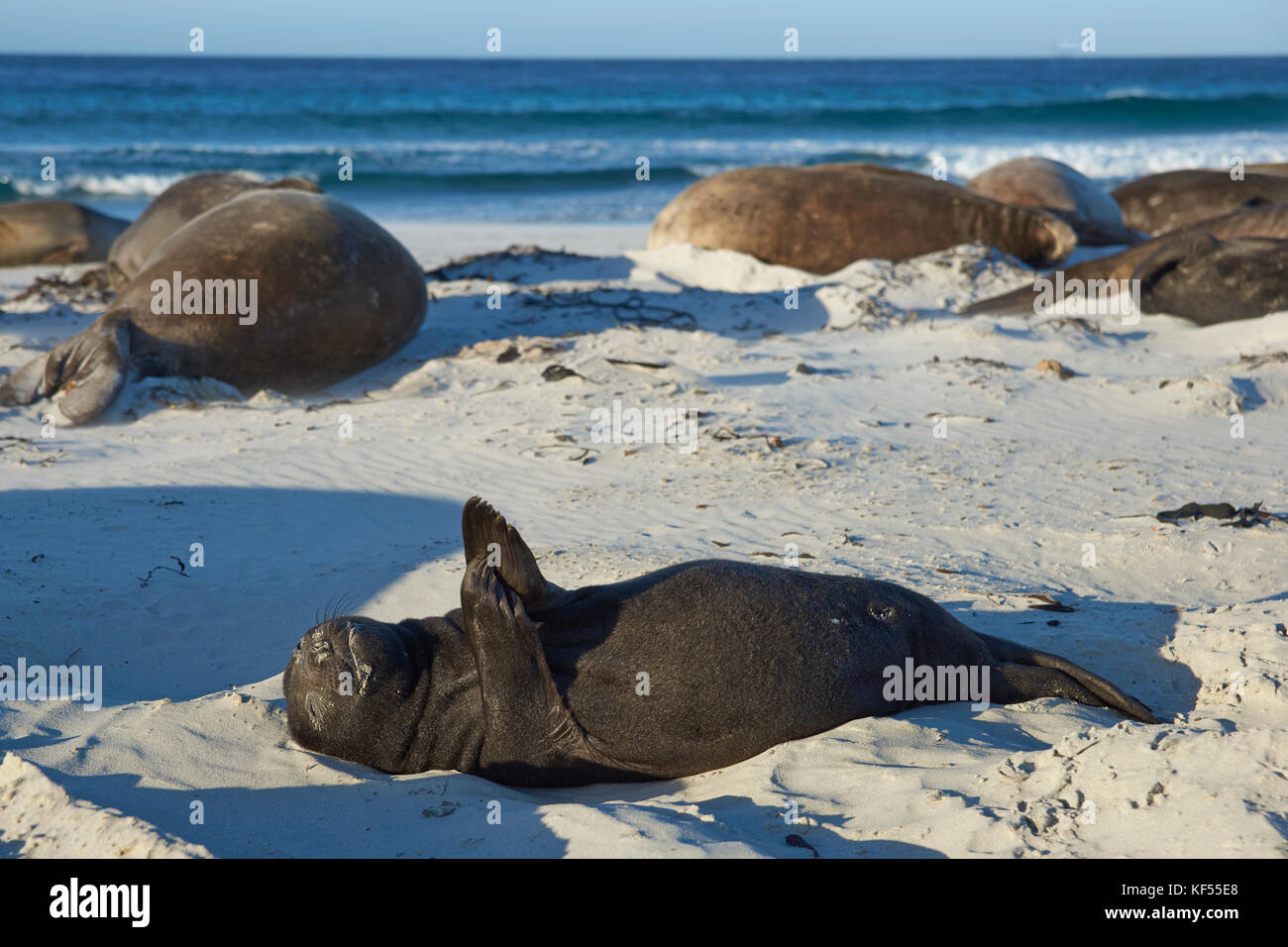 Baby elephant seal in water hi-res stock photography and images - Alamy