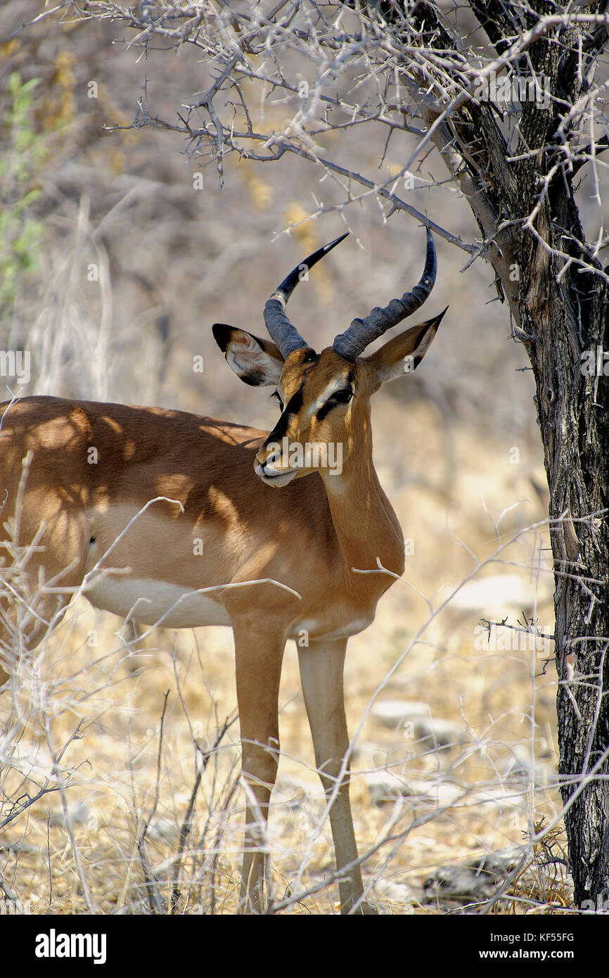 Africa, Southern Africa, Namibia, Province the North: Omusati, National ...