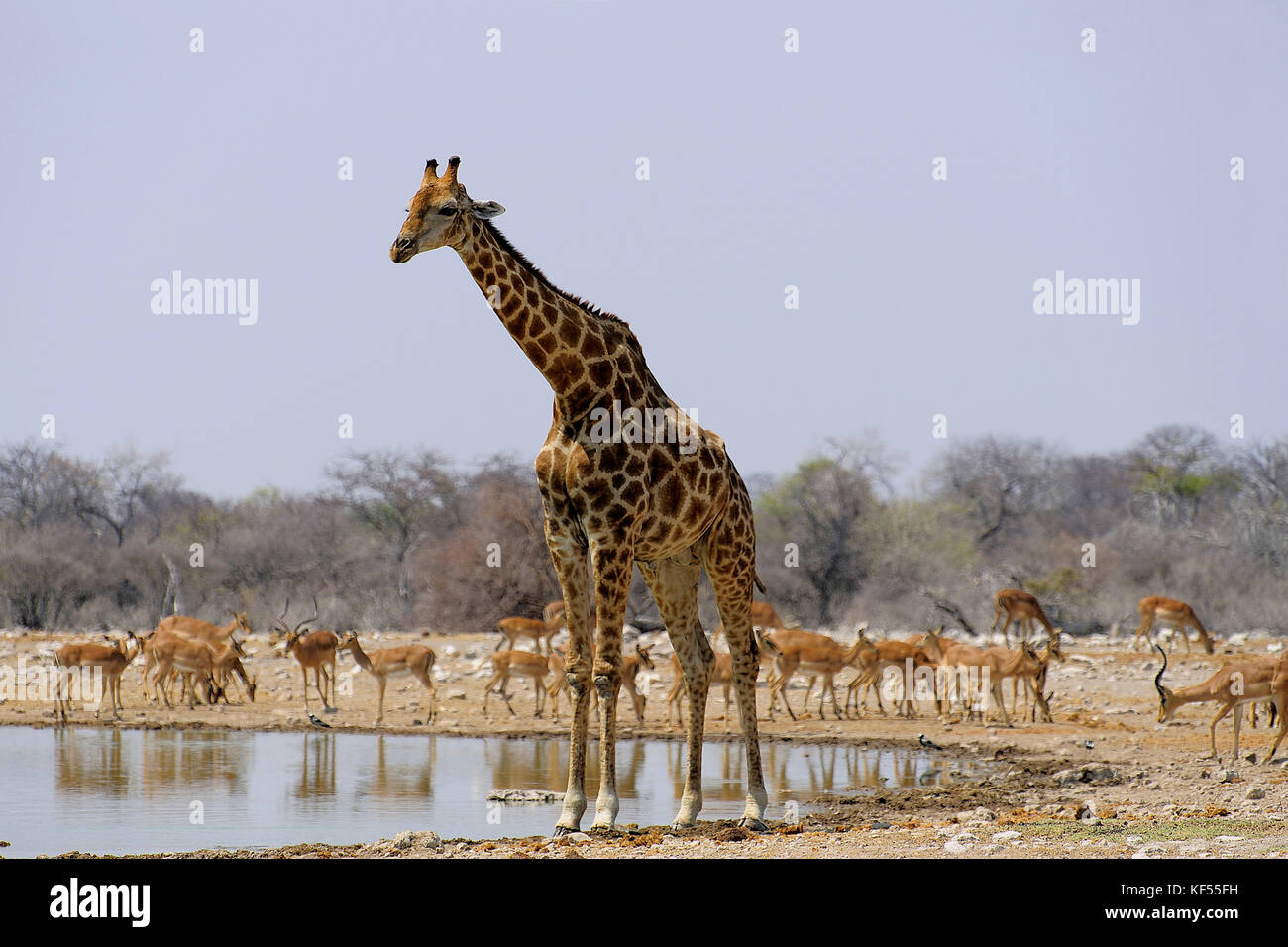 Africa, Southern Africa, Namibia, Province the North: Omusati, National ...