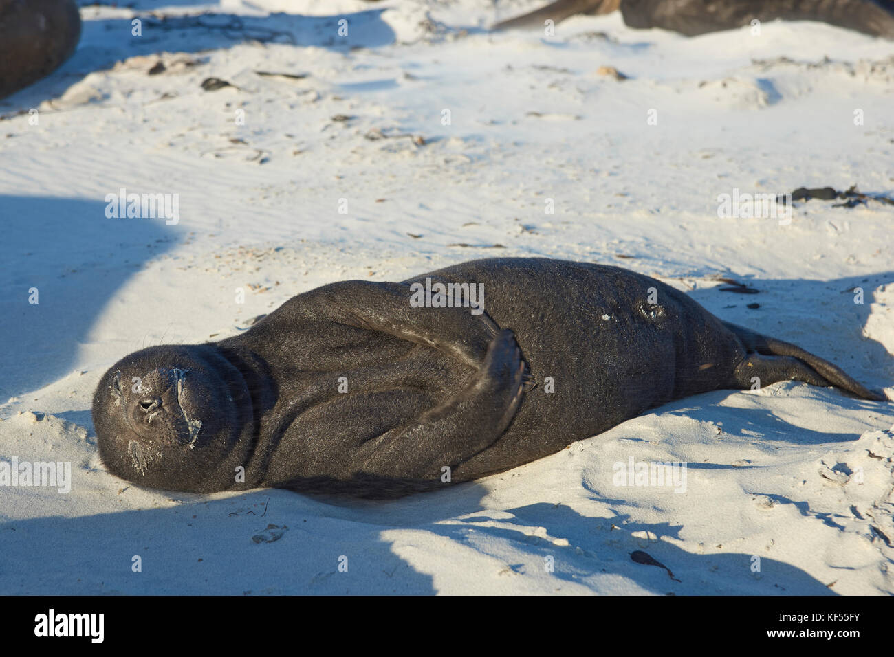 Baby elephant seal in water hi-res stock photography and images - Alamy