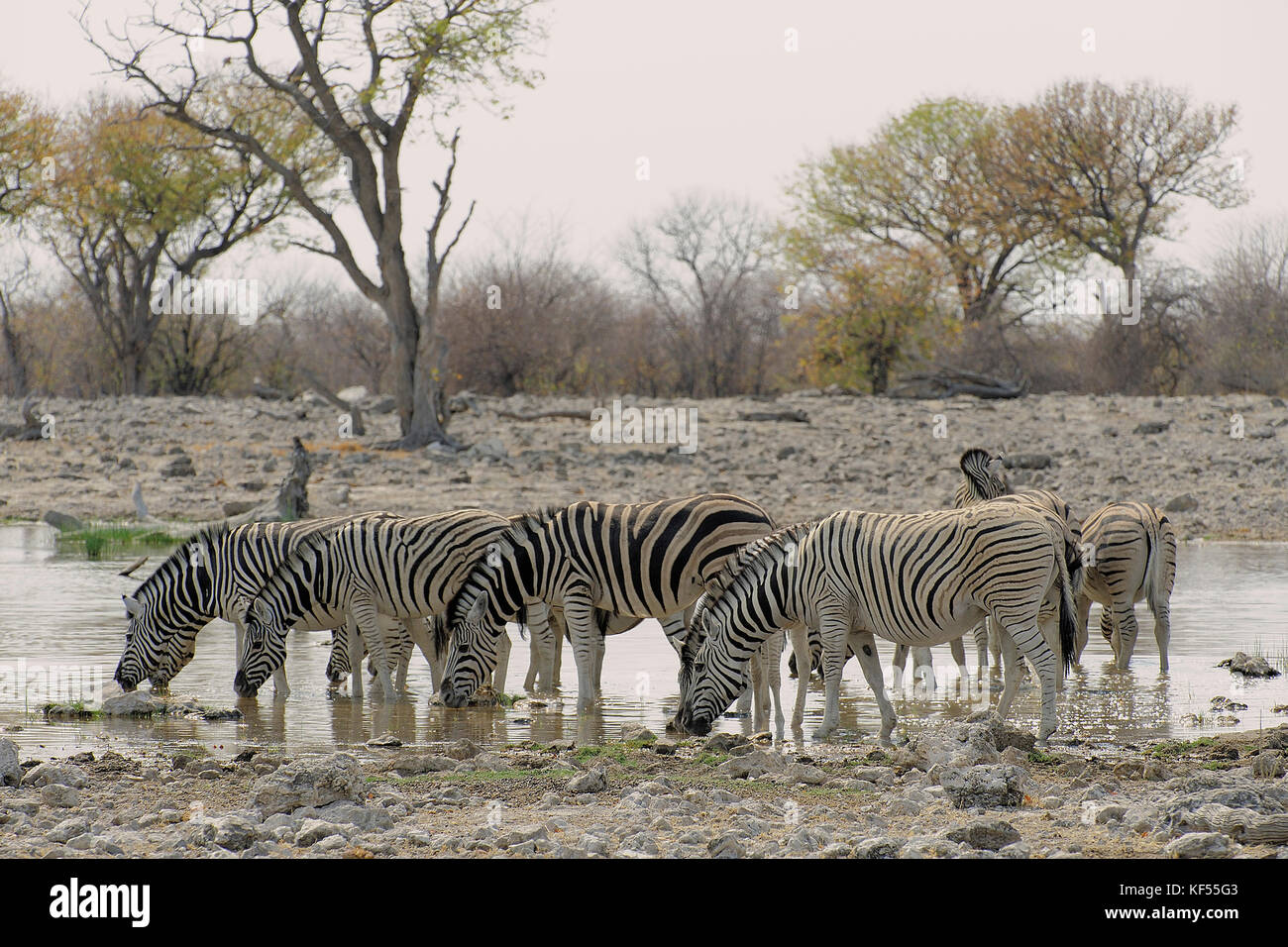 Africa, Southern Africa, Namibia, Province the North: Omusati, National ...