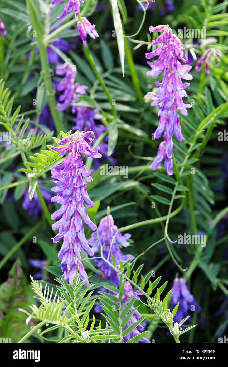 The tufted vetch weed flowers against a dark background Stock Photo - Alamy