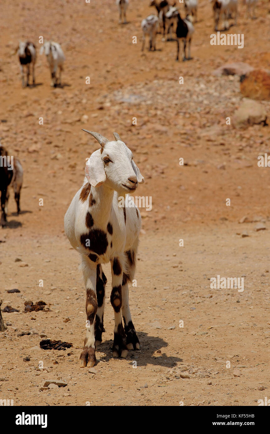 Africa, Southern Africa, Namibia of the North, Region of Kunene ...