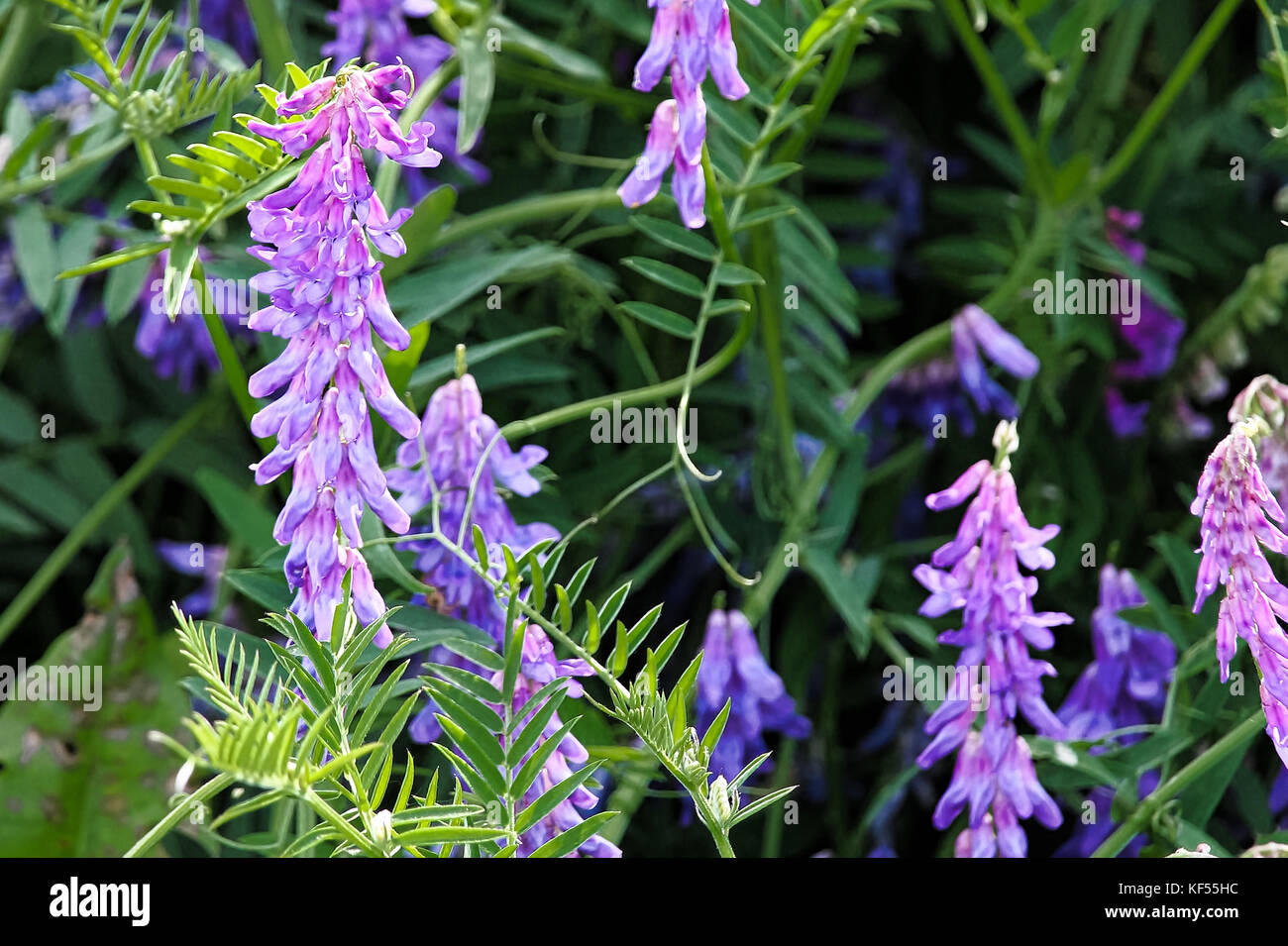 The tufted vetch weed flowers against a dark background Stock Photo - Alamy