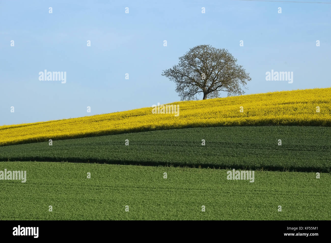 Walnut tree in landscape in spring hi-res stock photography and images ...
