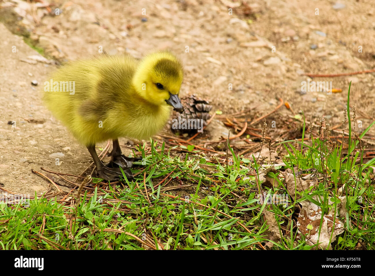 A Canadian Goose gosling with mud in its' beak Stock Photo - Alamy