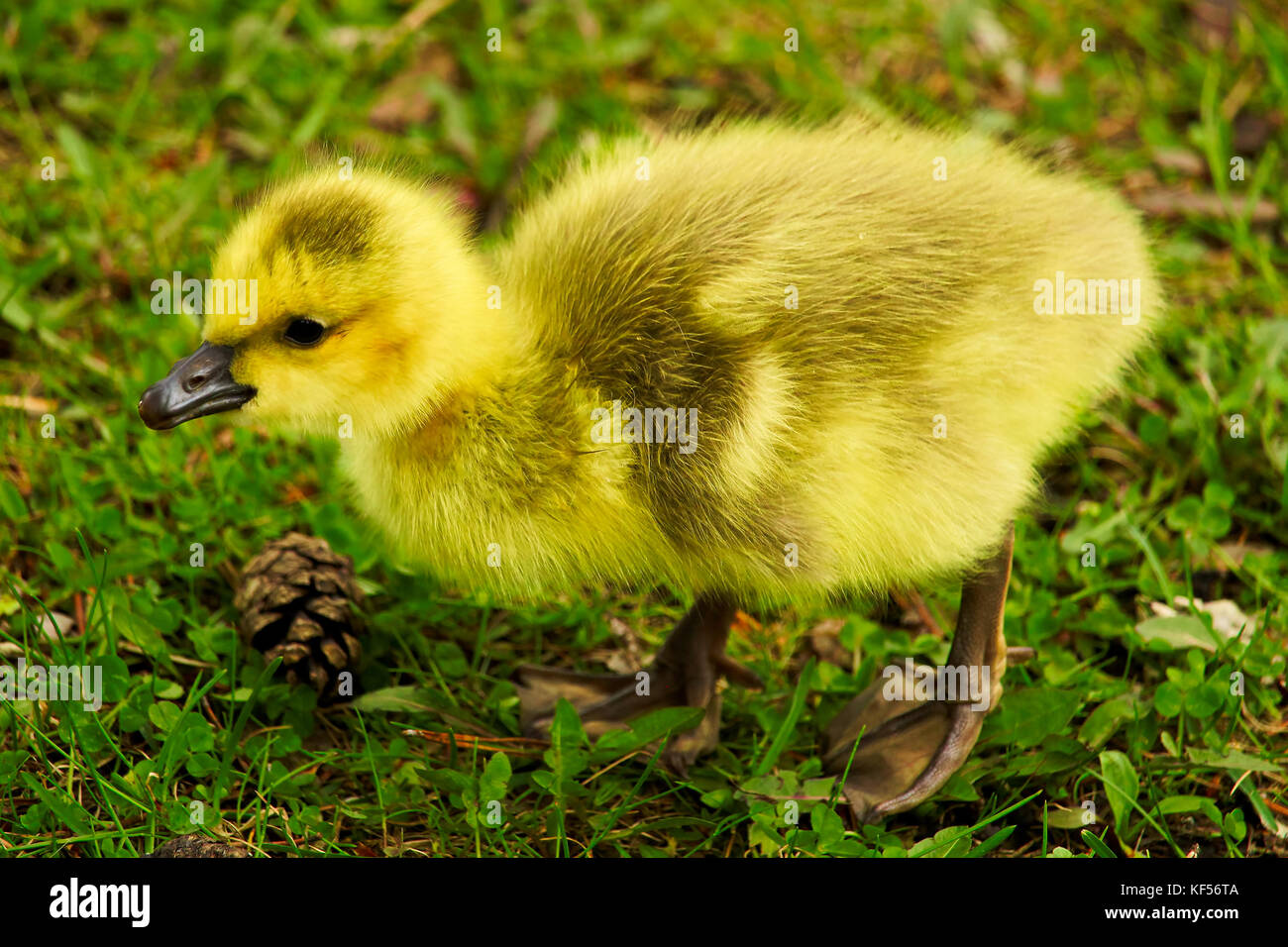 Crackling goose hi-res stock photography and images - Alamy