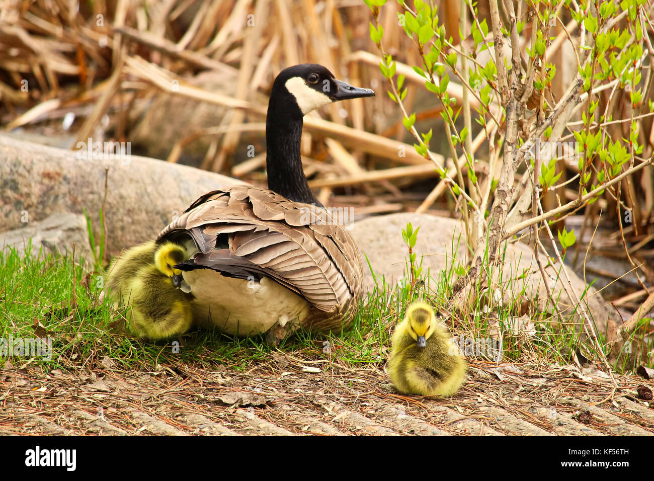 A mother Canadian Goose watching her newly hatched goslings Stock Photo ...