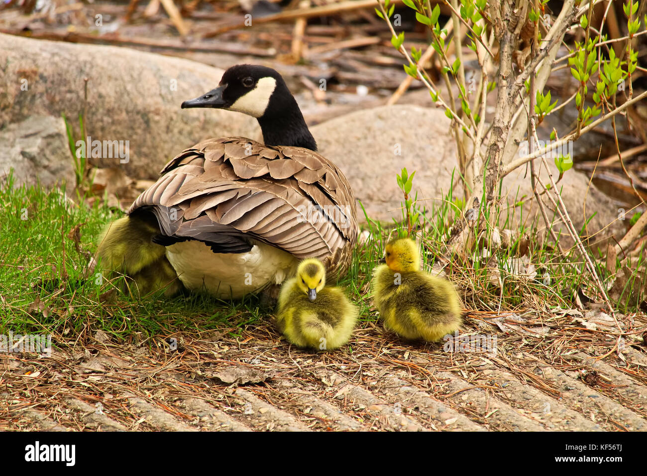 Crackling goose hi-res stock photography and images - Alamy