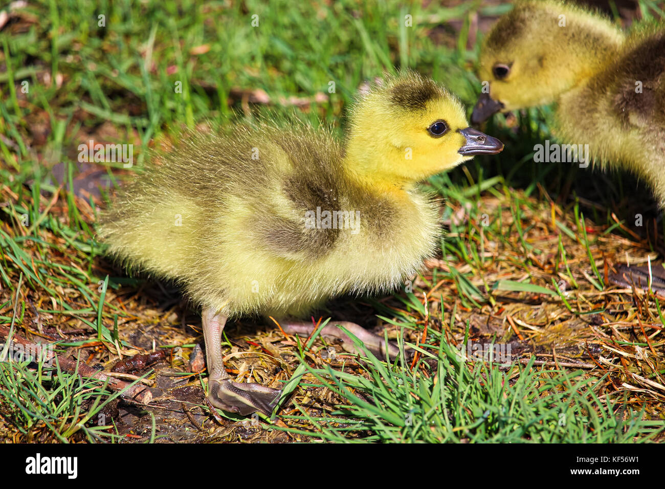 Day old geese hi-res stock photography and images - Alamy