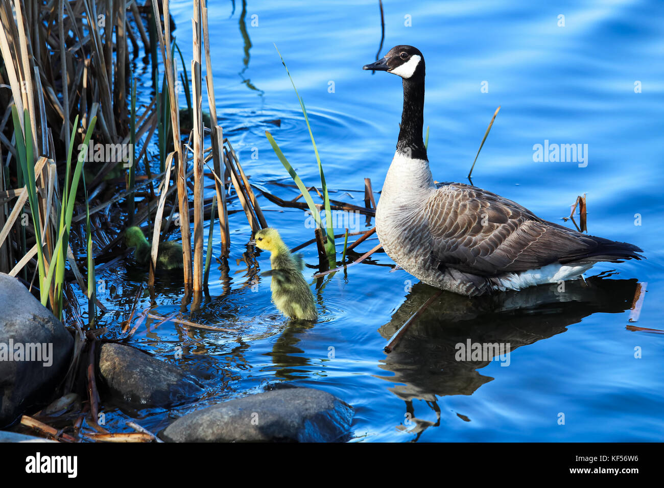 A baby gosling flaps its' wings as the mother watches Stock Photo - Alamy