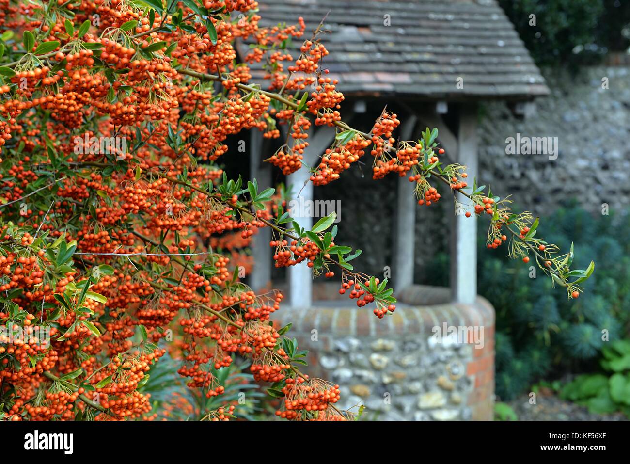 Firethor fruit hi-res stock photography and images - Alamy
