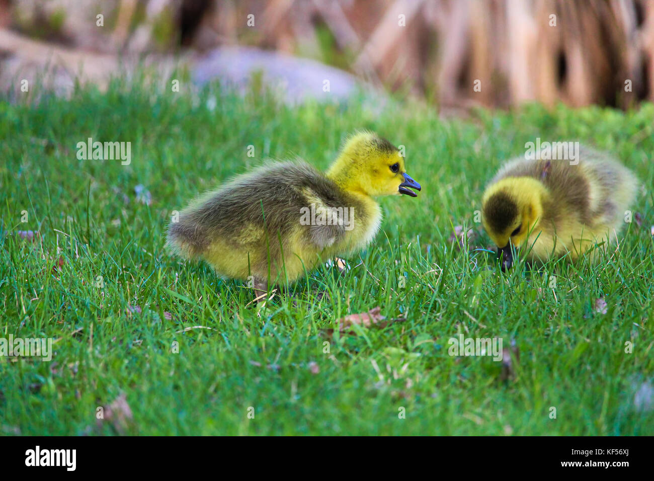 Two fluffy yellow goslings hi-res stock photography and images - Alamy