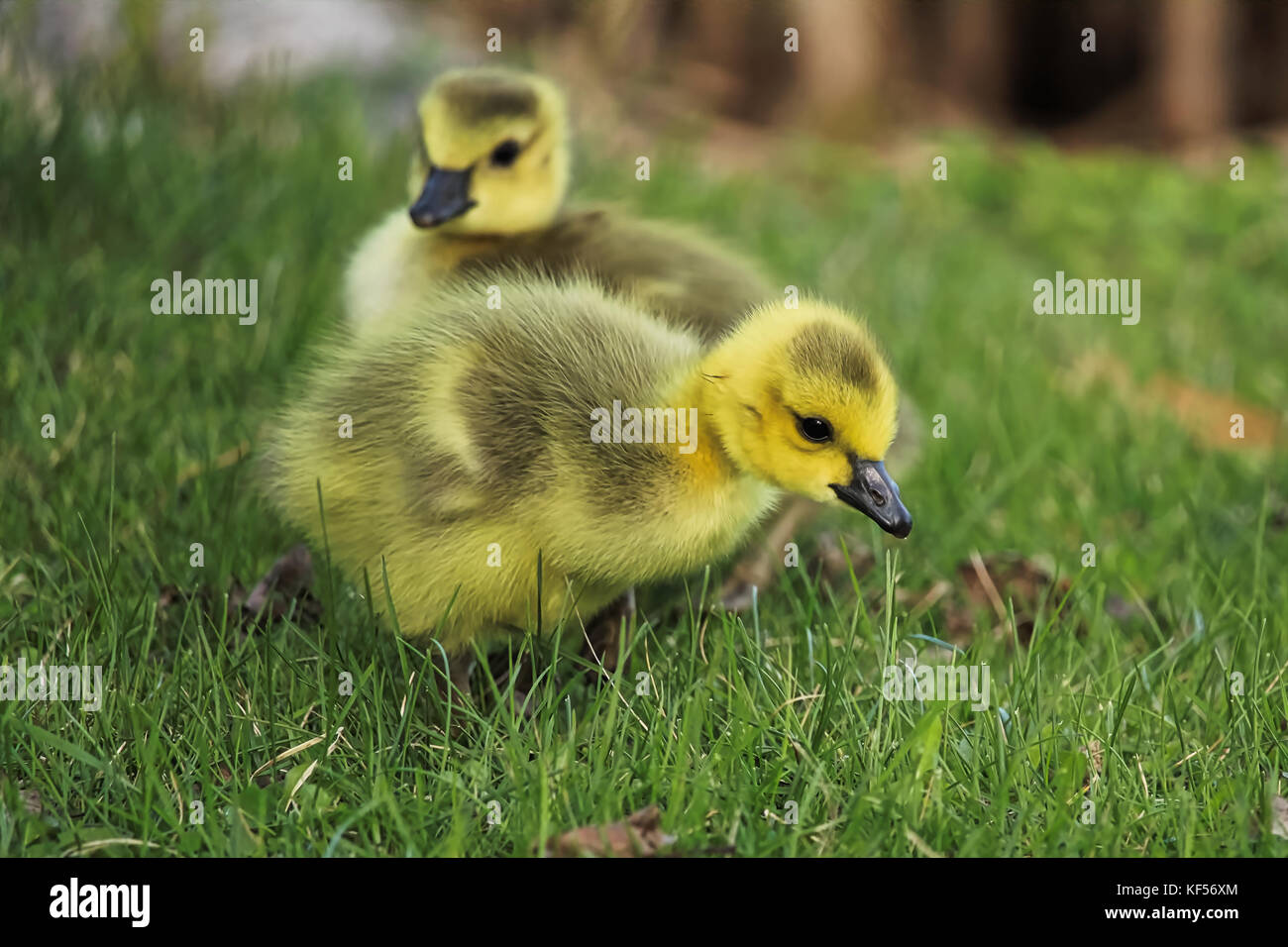 Closeup of two baby goslings in the grass Stock Photo - Alamy