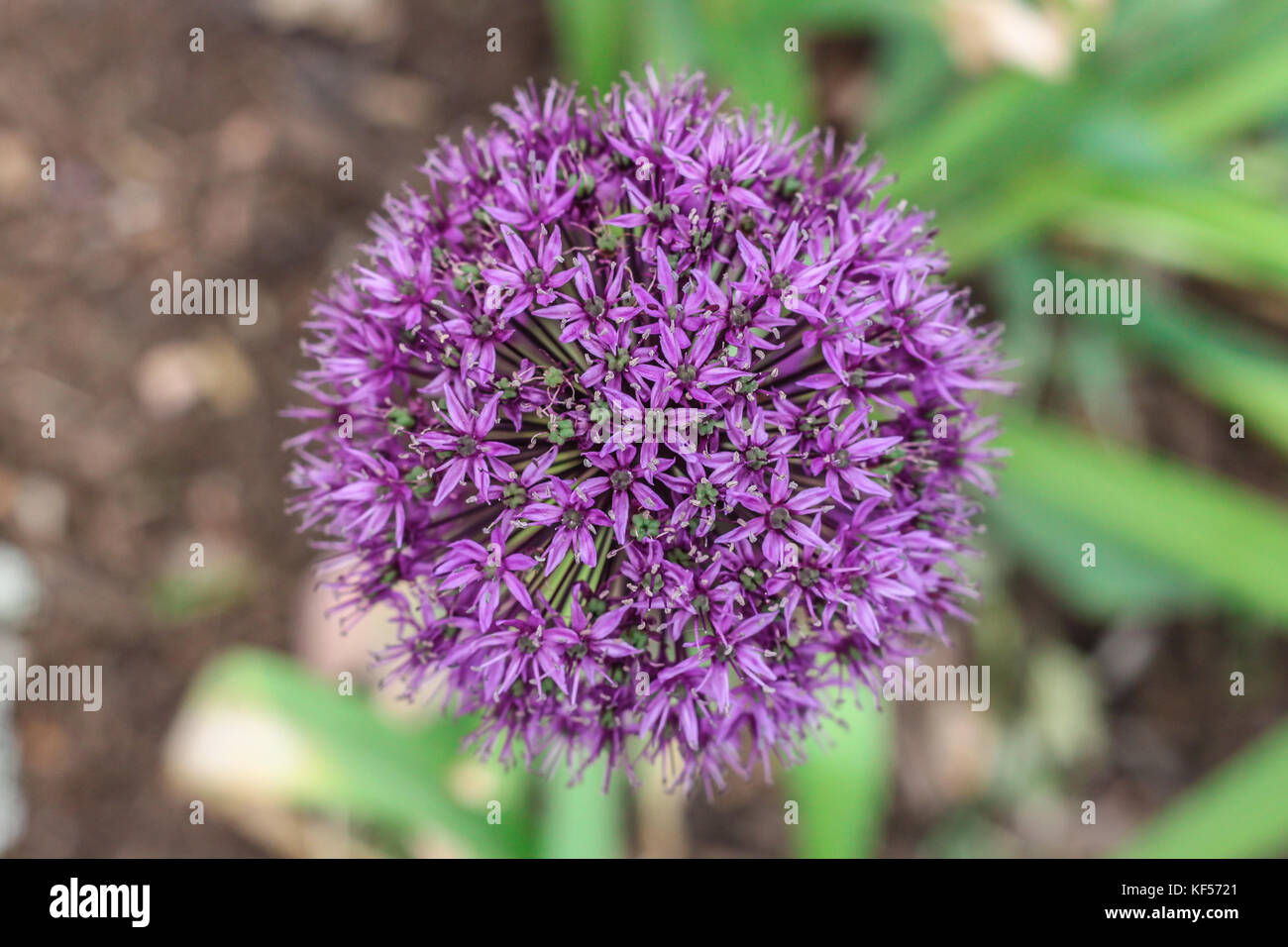 Beautiful purple allium Stock Photo - Alamy