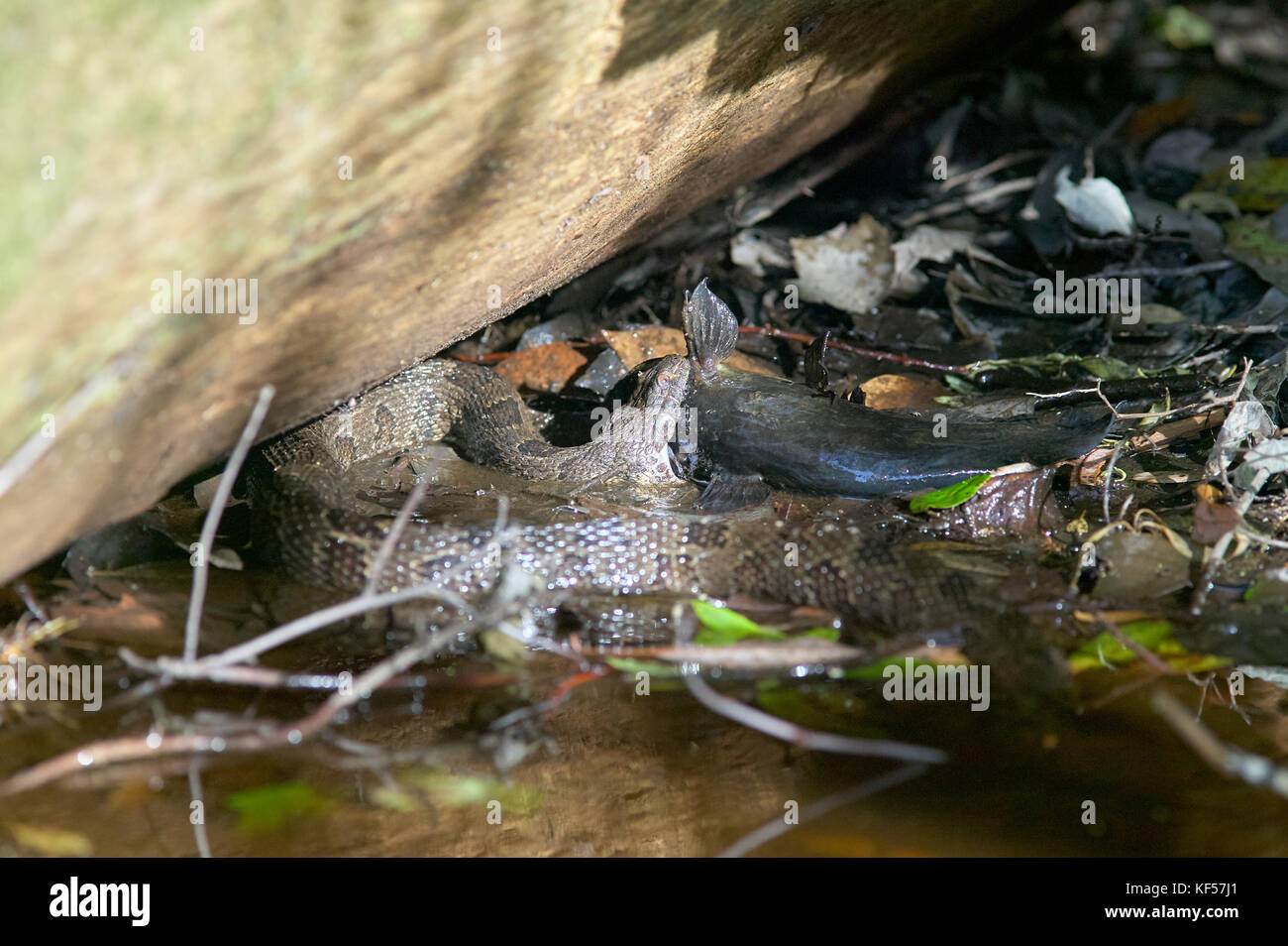 Snake feeding behavior hi-res stock photography and images - Alamy