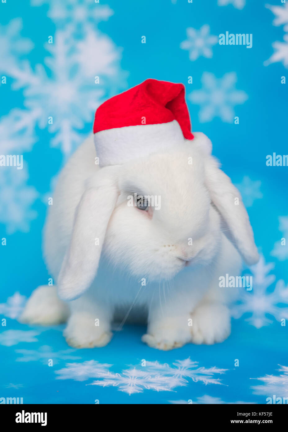 Father rabbit hi-res stock photography and images - Alamy