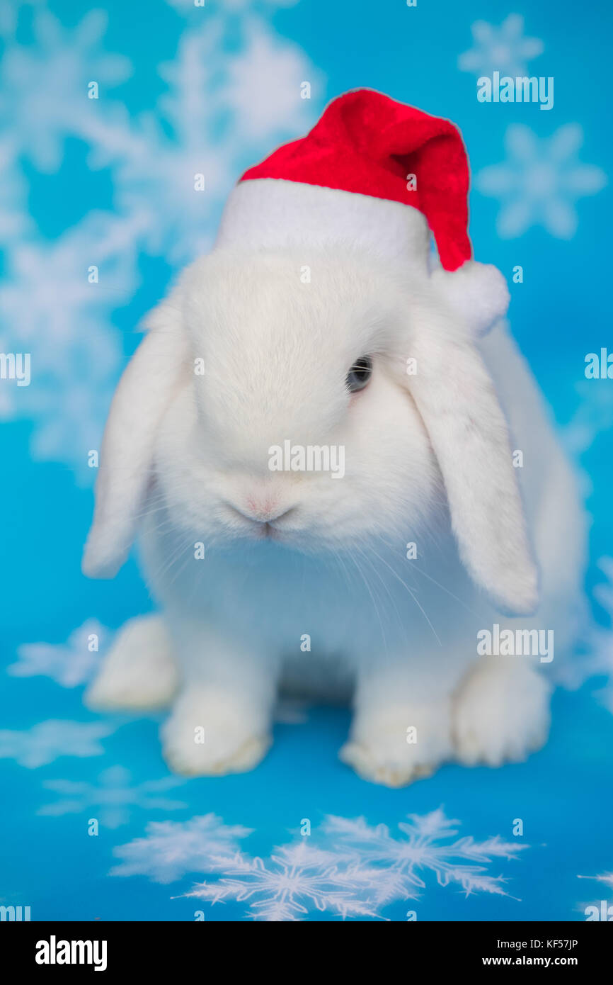 Floppy eared rabbit hi-res stock photography and images - Alamy