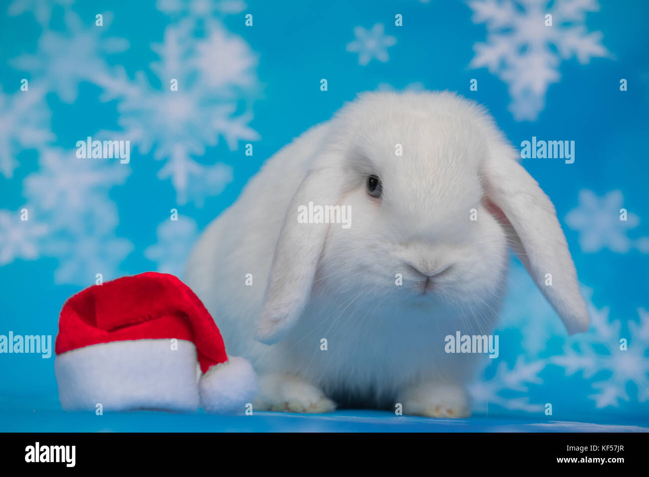 Rabbit christmas hi-res stock photography and images - Alamy