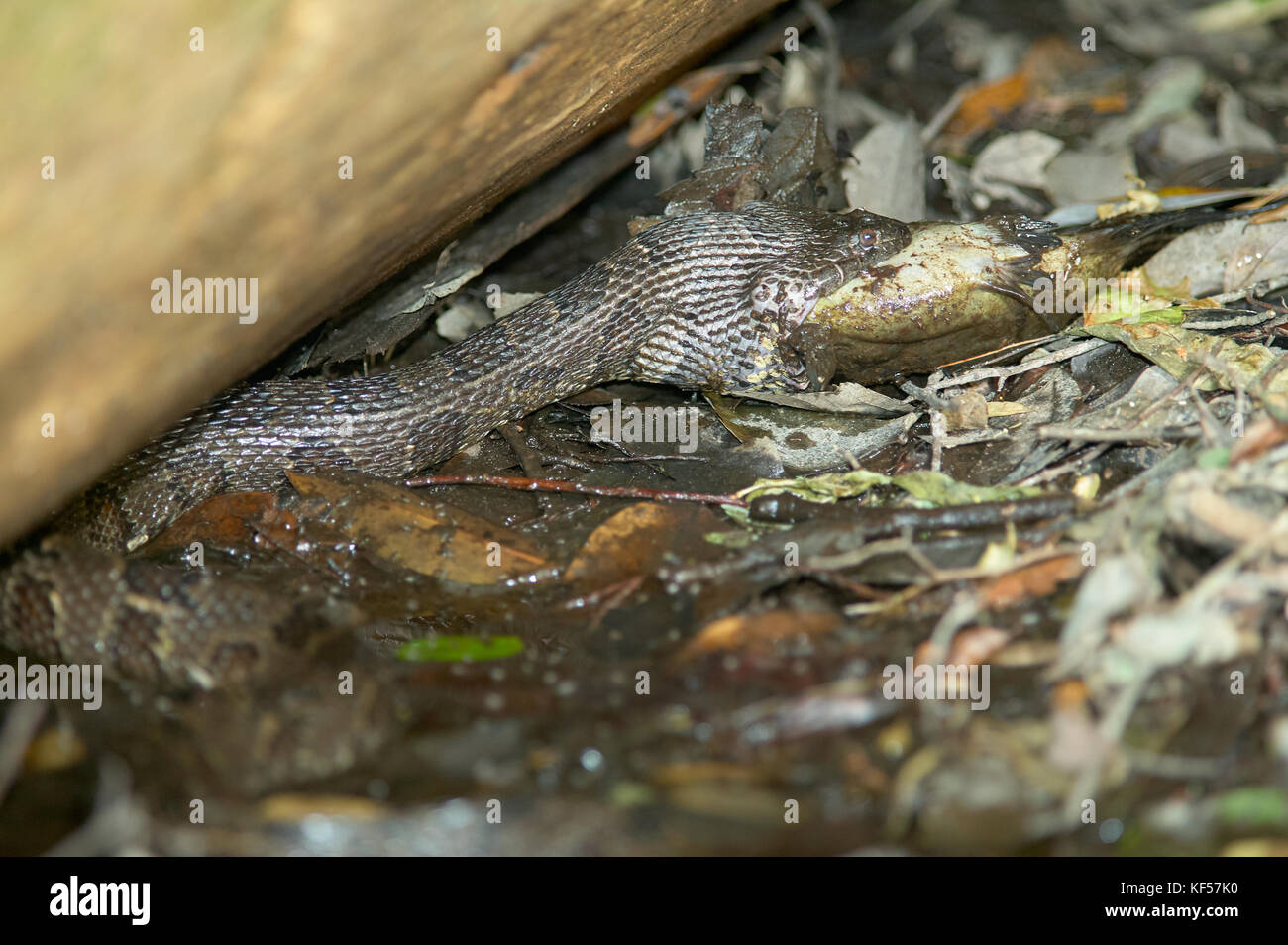 Venomous water moccasin swallowing catfish, Okefenokee Swamp, Georgia ...