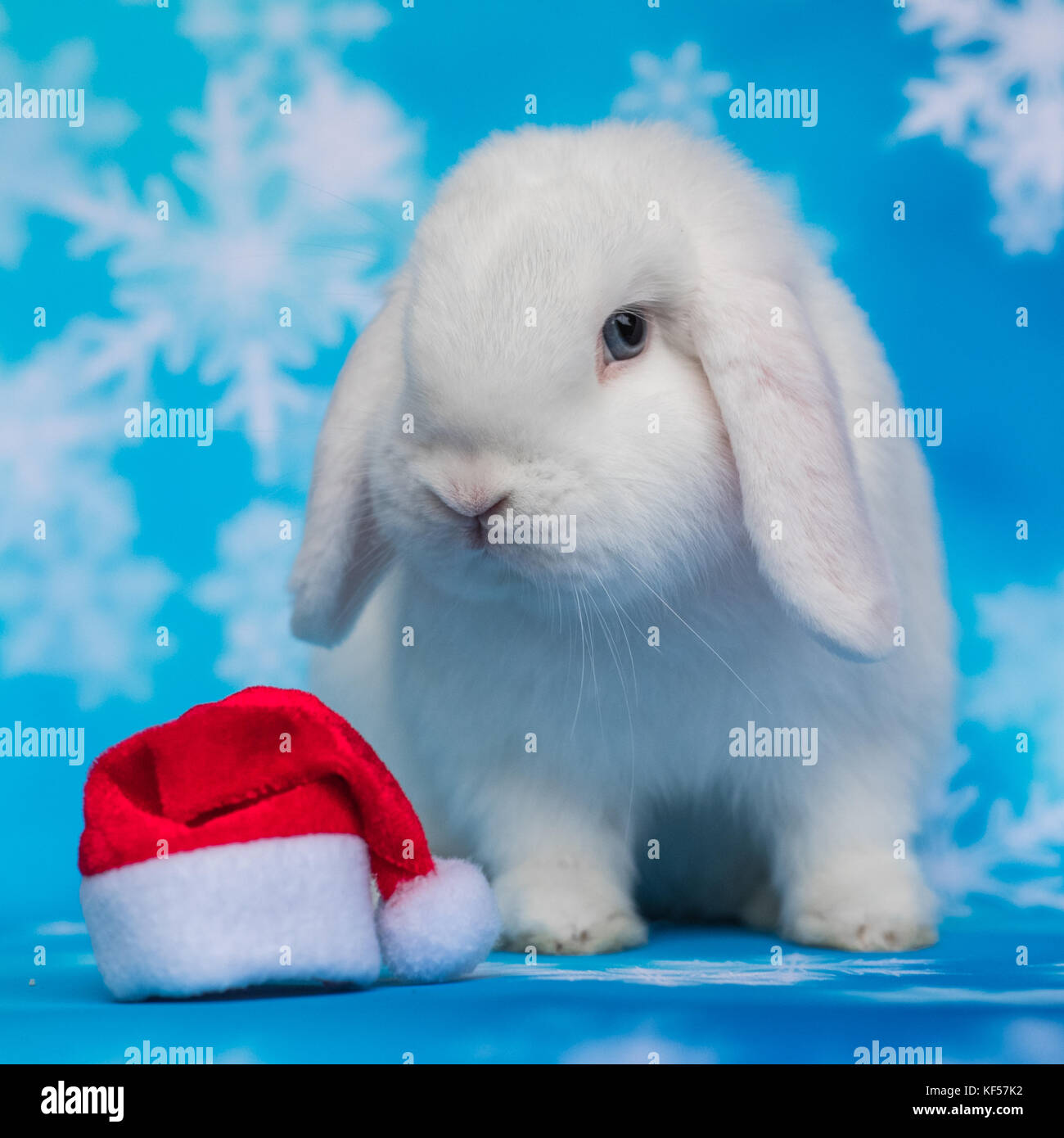 Christmas rabbit with hat hi-res stock photography and images - Alamy