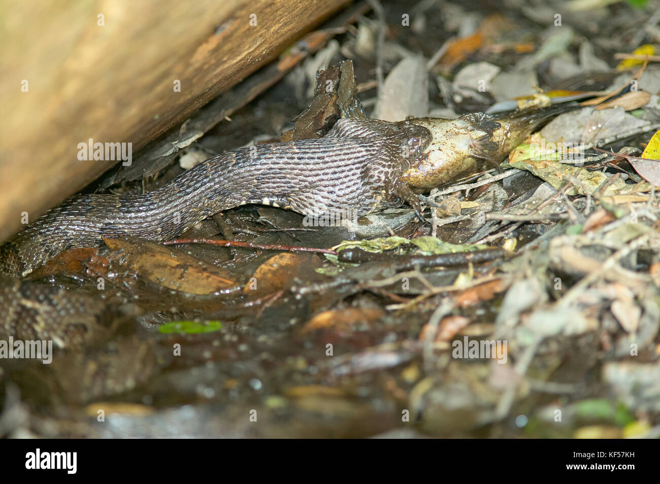 Water moccasin snake eating caught catfish at Okefenokee Swamp, Georgia ...
