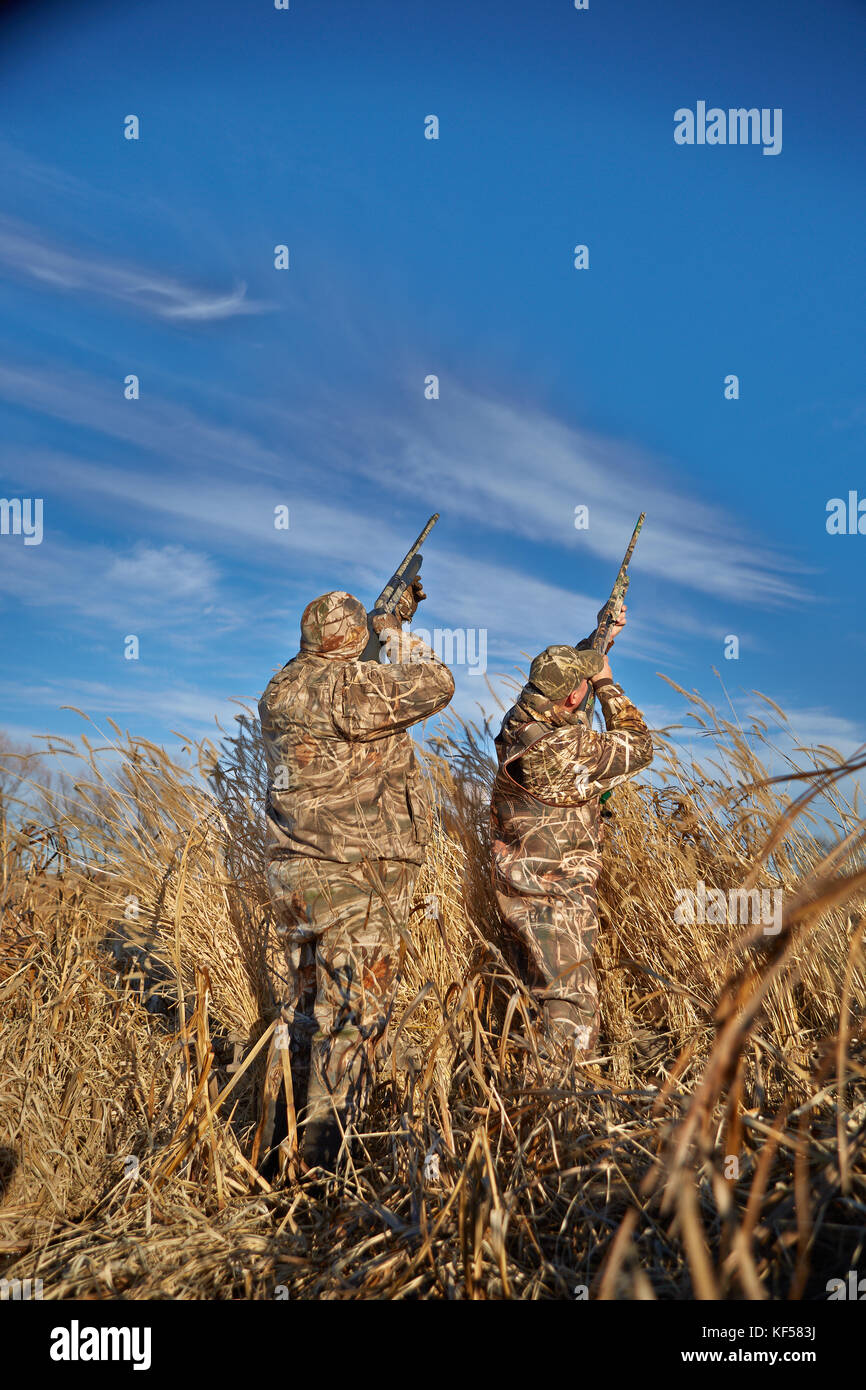 Two camouflaged waterfowl hunters aiming up into sky during hunting on ...
