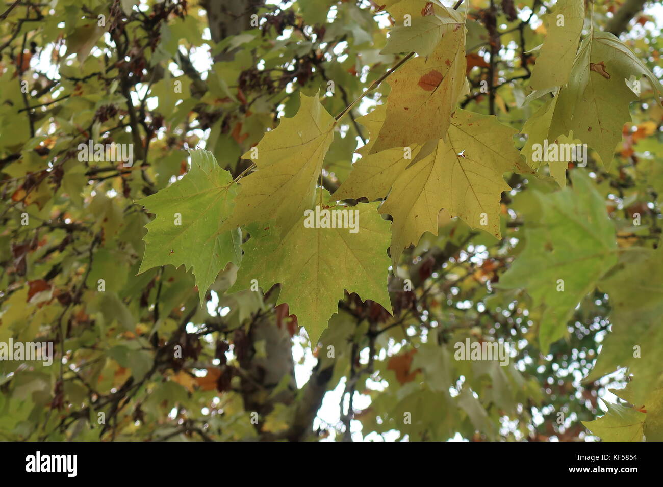 Platanus occidentalis leaves hi-res stock photography and images - Alamy