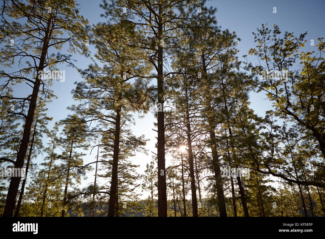 Low angle view of sun shining through canopy of tall trees in forest on ...