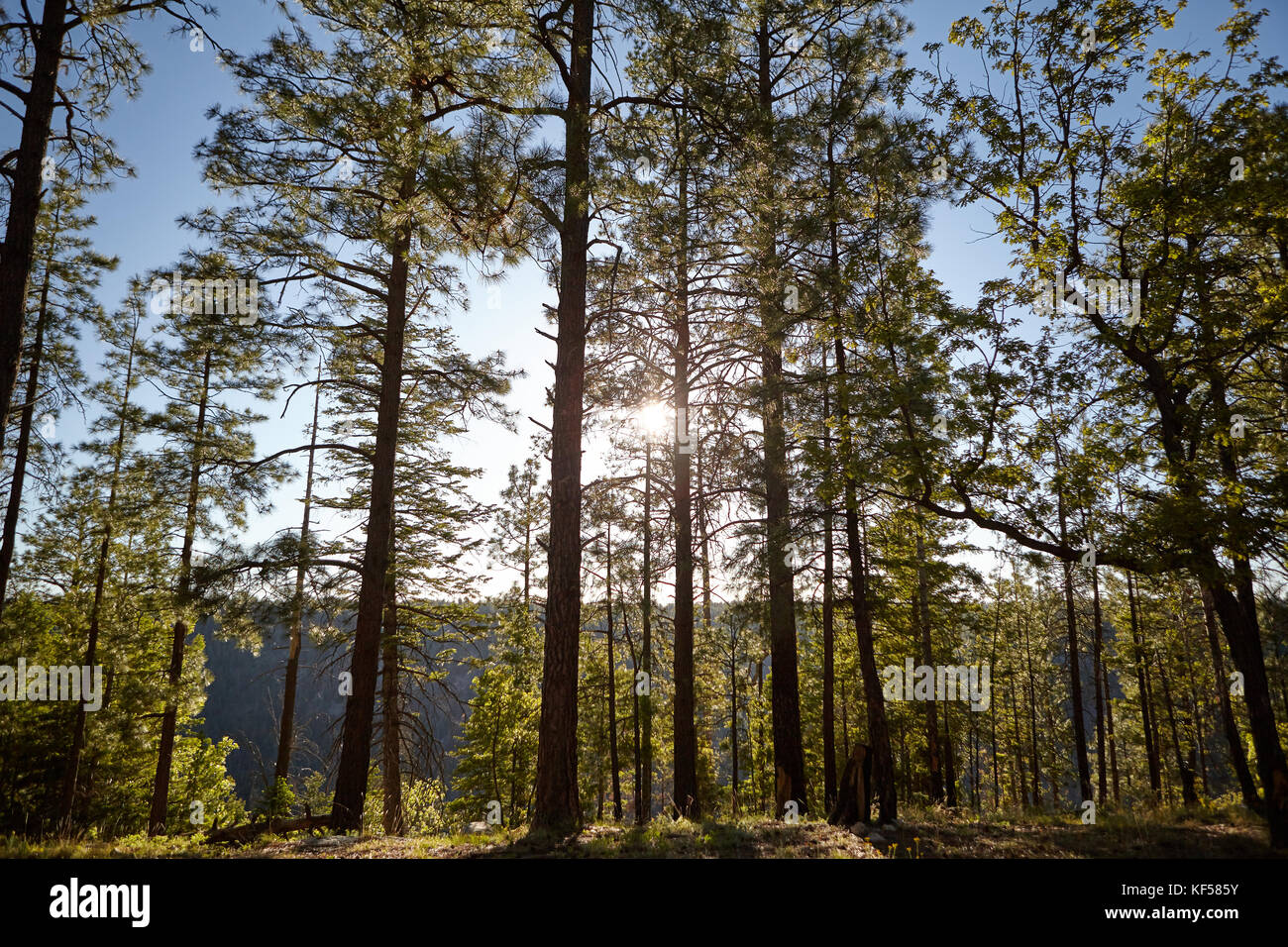 Sun shining through canopy of tall trees in forest on sunny day Stock ...