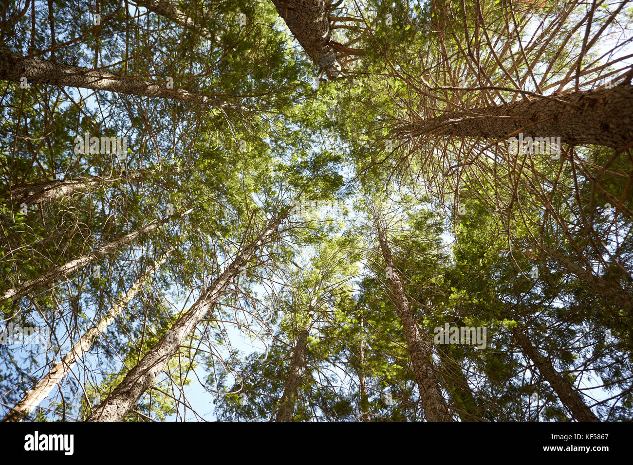 Looking up into the green canopy of tall forest trees converging ...