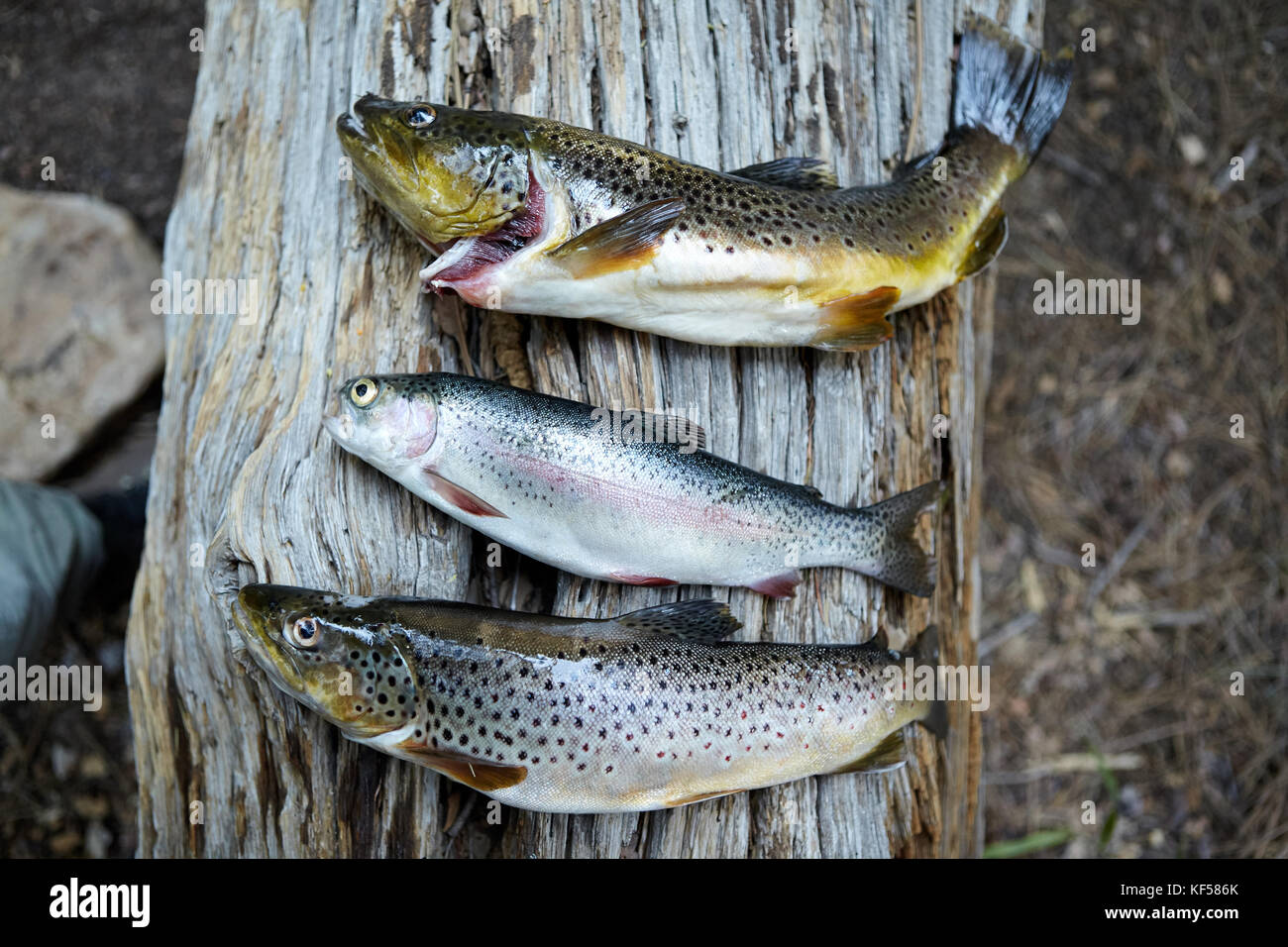Fresh caught trouts lying on piece of wooden tree stump Stock Photo - Alamy