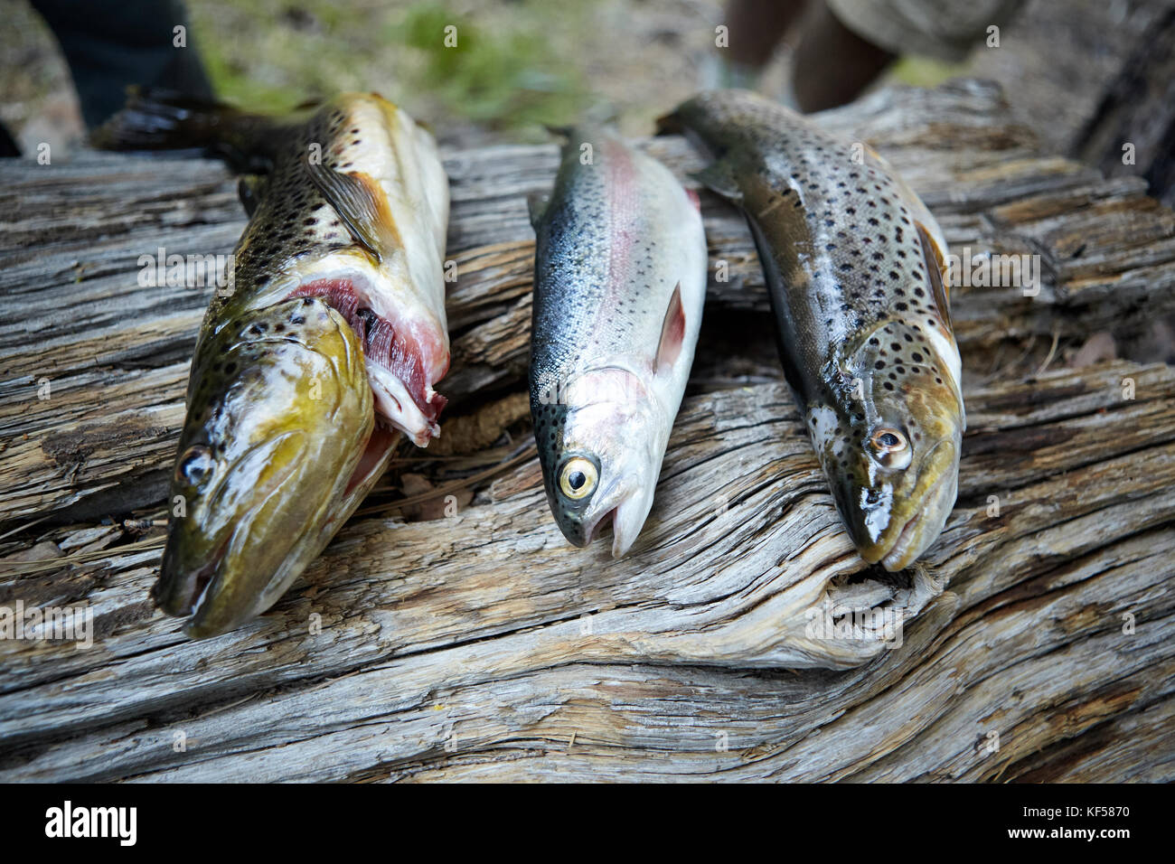 Close up view of three fresh caught trouts displayed on tree trunk ...