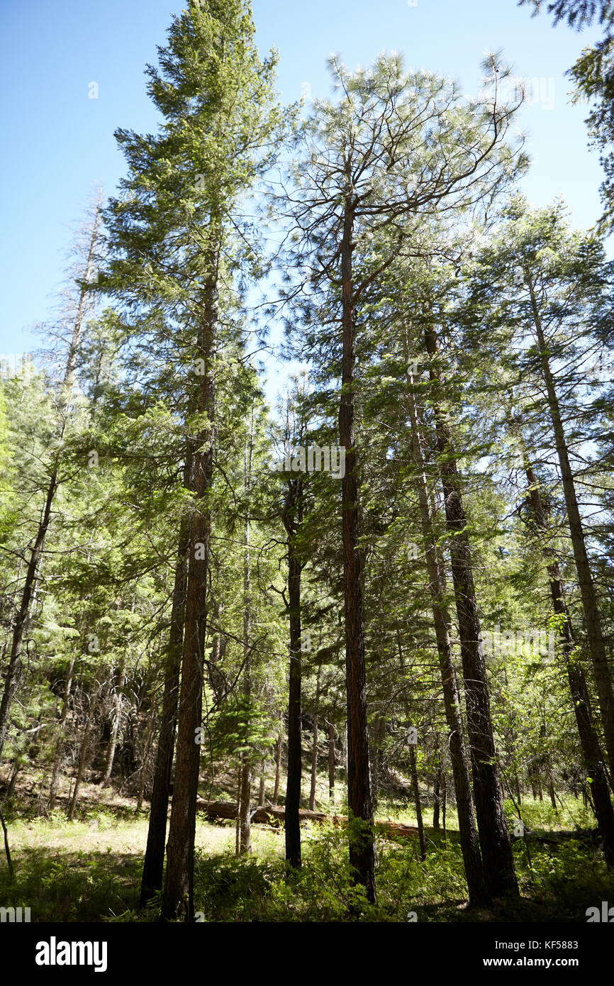 Tall spindly pine trees in a coniferous forest plantation with summer ...