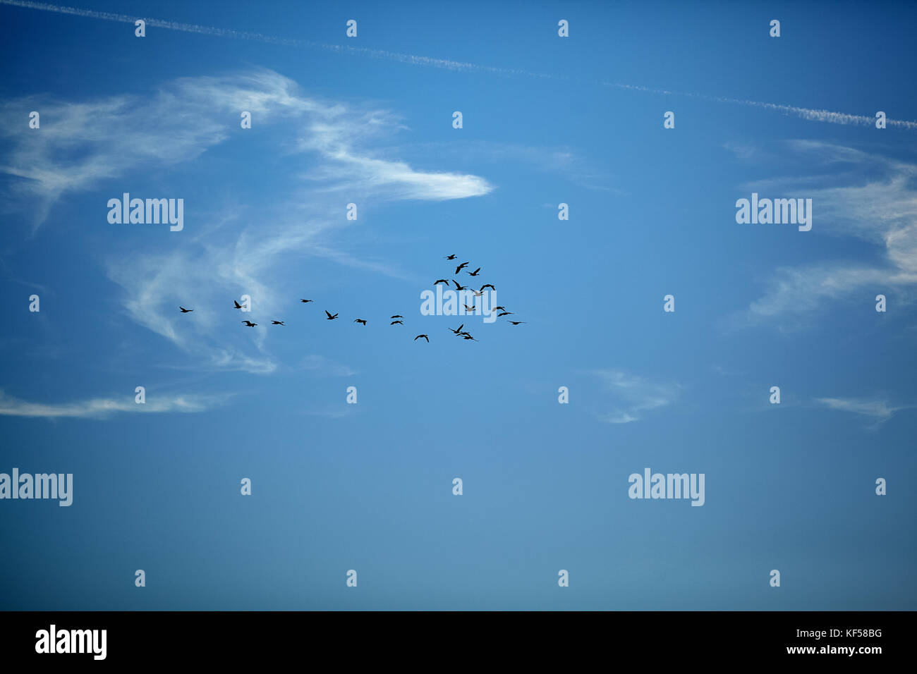Flock of ducks flying in formation during annual bird migration Stock ...
