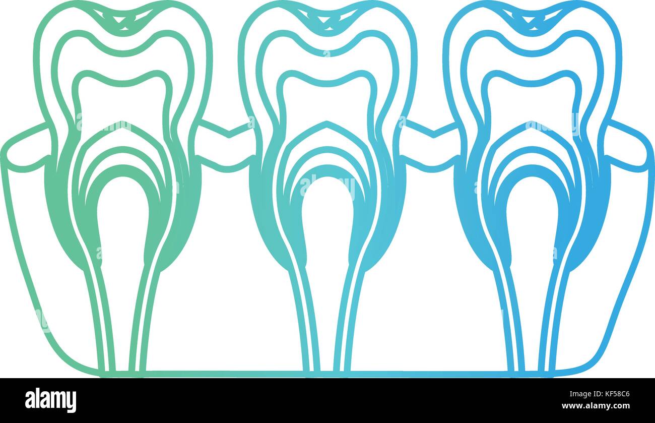 teeth with nerve and tooth root view in degraded green to blue color ...