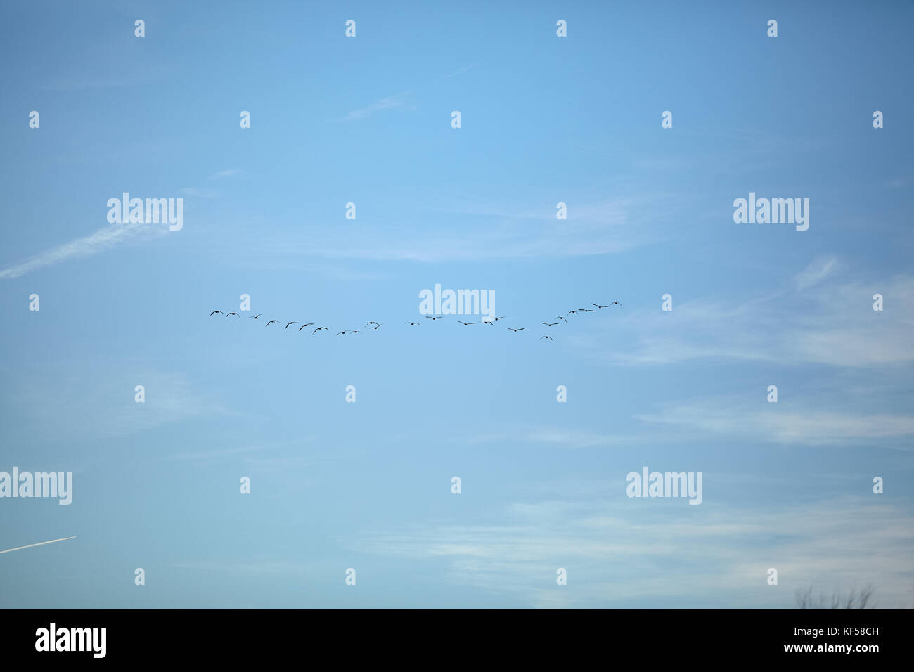 Flock of migrating ducks grouping in formation during flight against ...