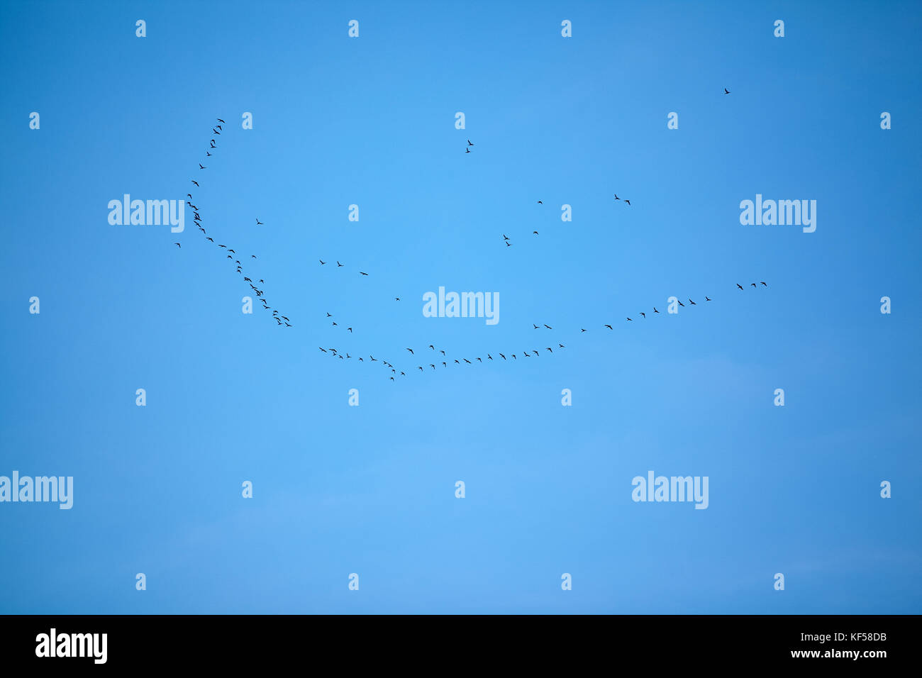 Flock of migrating birds grouping in formation during flight against ...