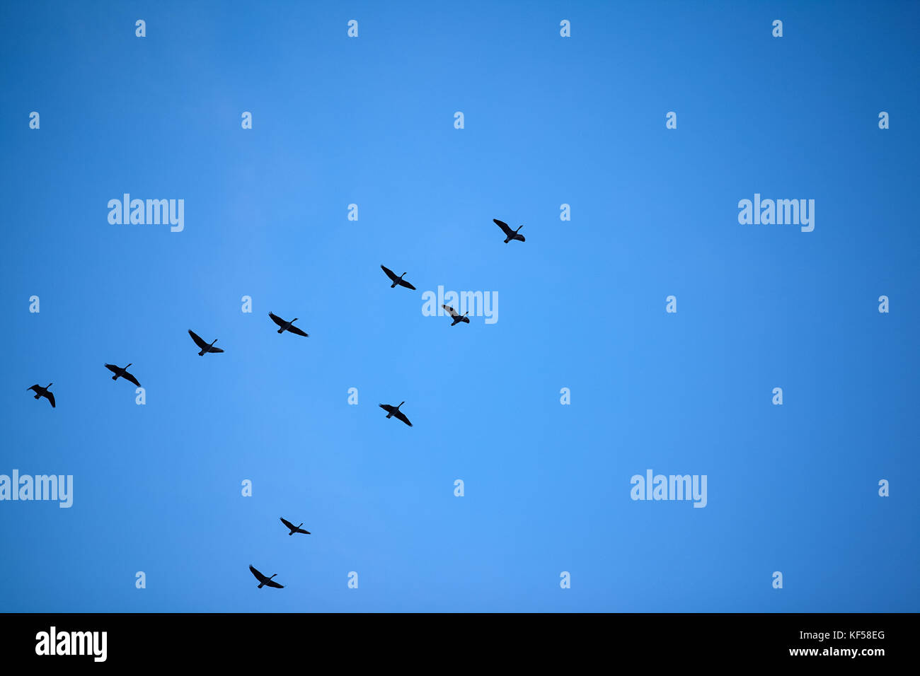 Migrating geese hi-res stock photography and images - Alamy
