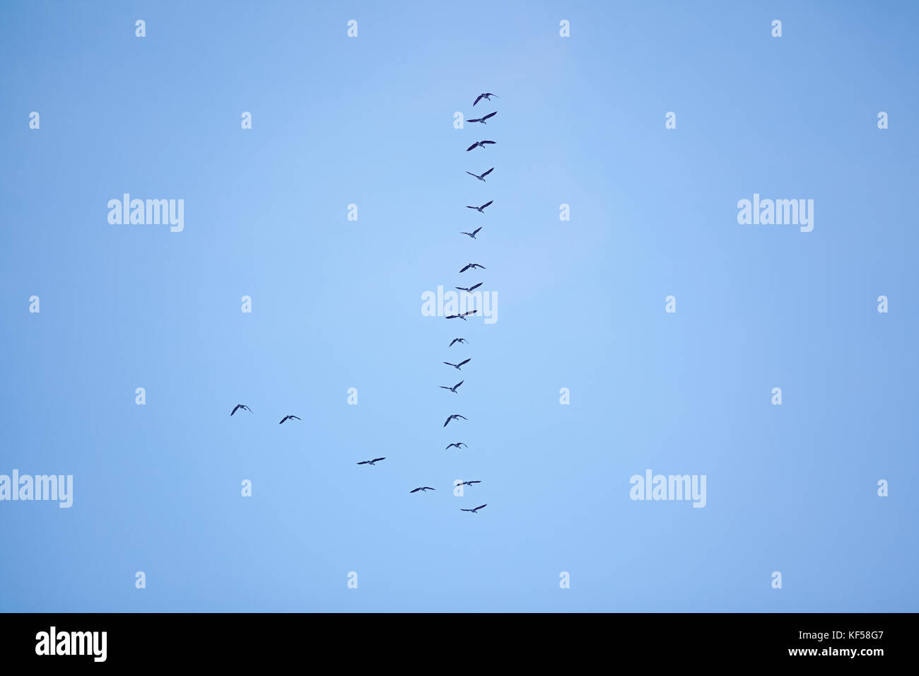 Flock of migrating geese flying in v formation against clear sky Stock ...