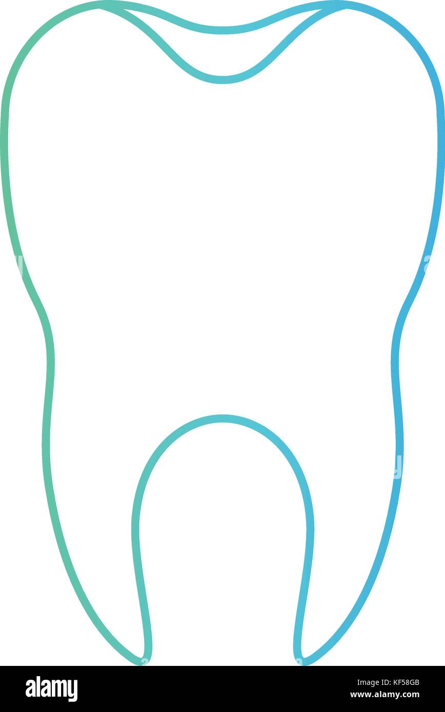 healthy tooth with root in degraded green to blue color contour Stock ...
