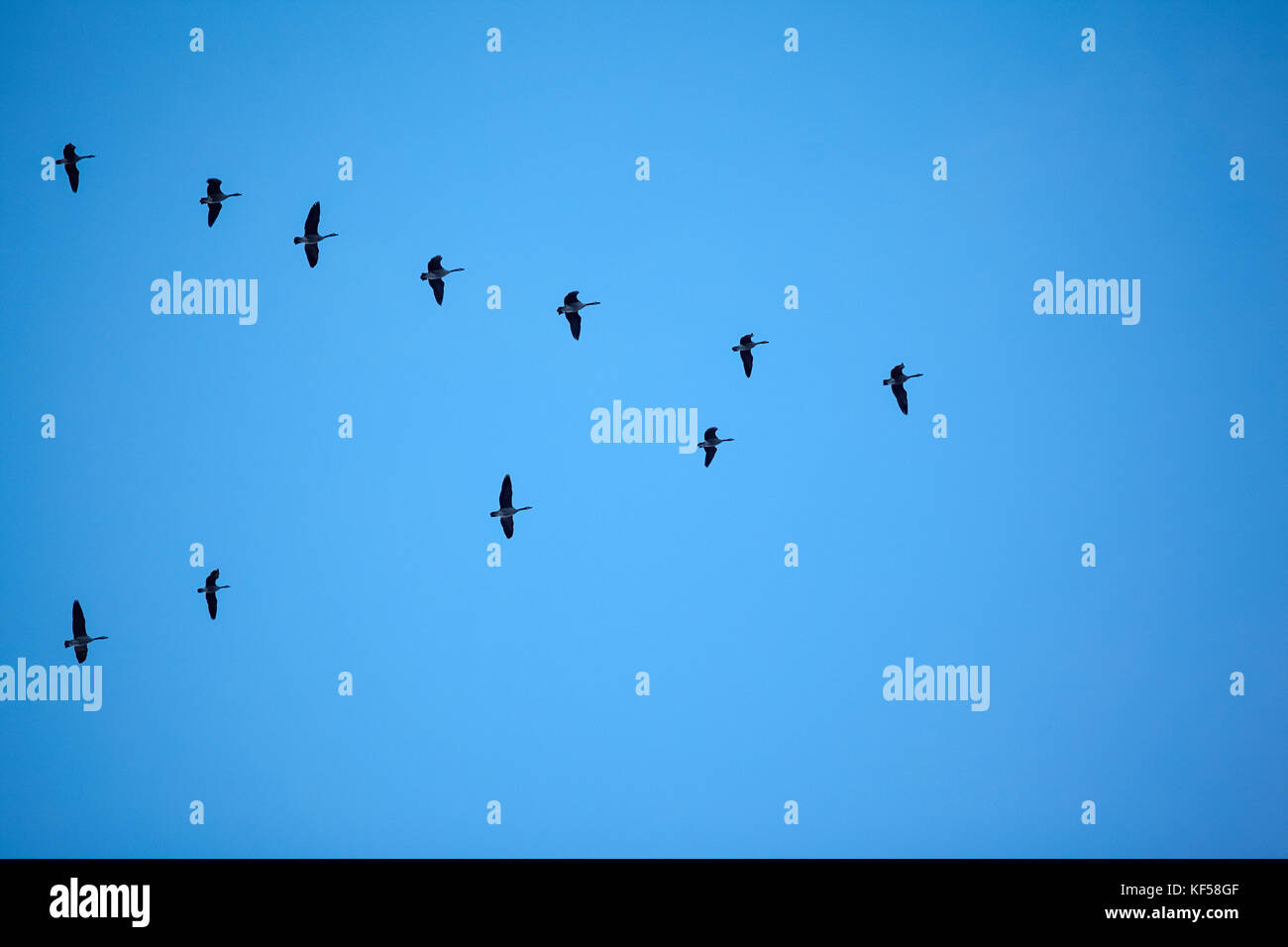Flock of migrating geese flying in v formation against blue sky Stock ...